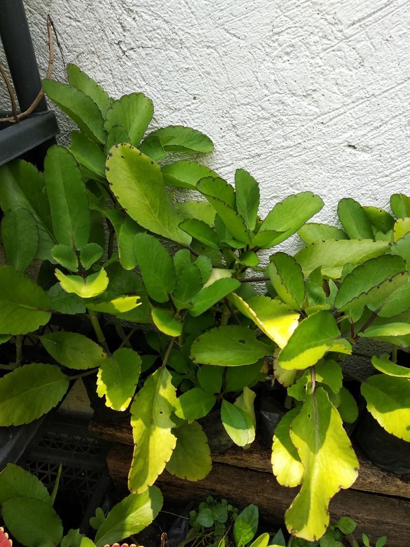 Katakataka plants, Furniture & Home Living, Gardening, Plants & Seeds ...