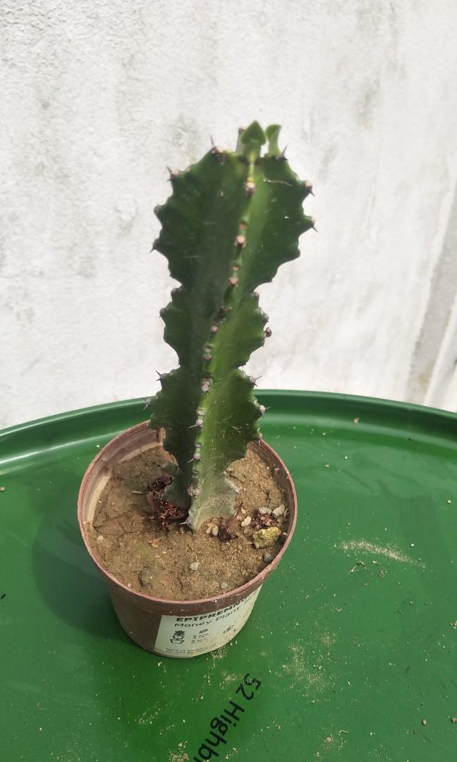 pokok bunga cactus, Furniture & Home Living, Gardening, Plants & Seeds ...