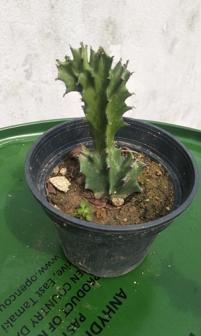 pokok bunga cactus, Furniture & Home Living, Gardening, Plants & Seeds ...