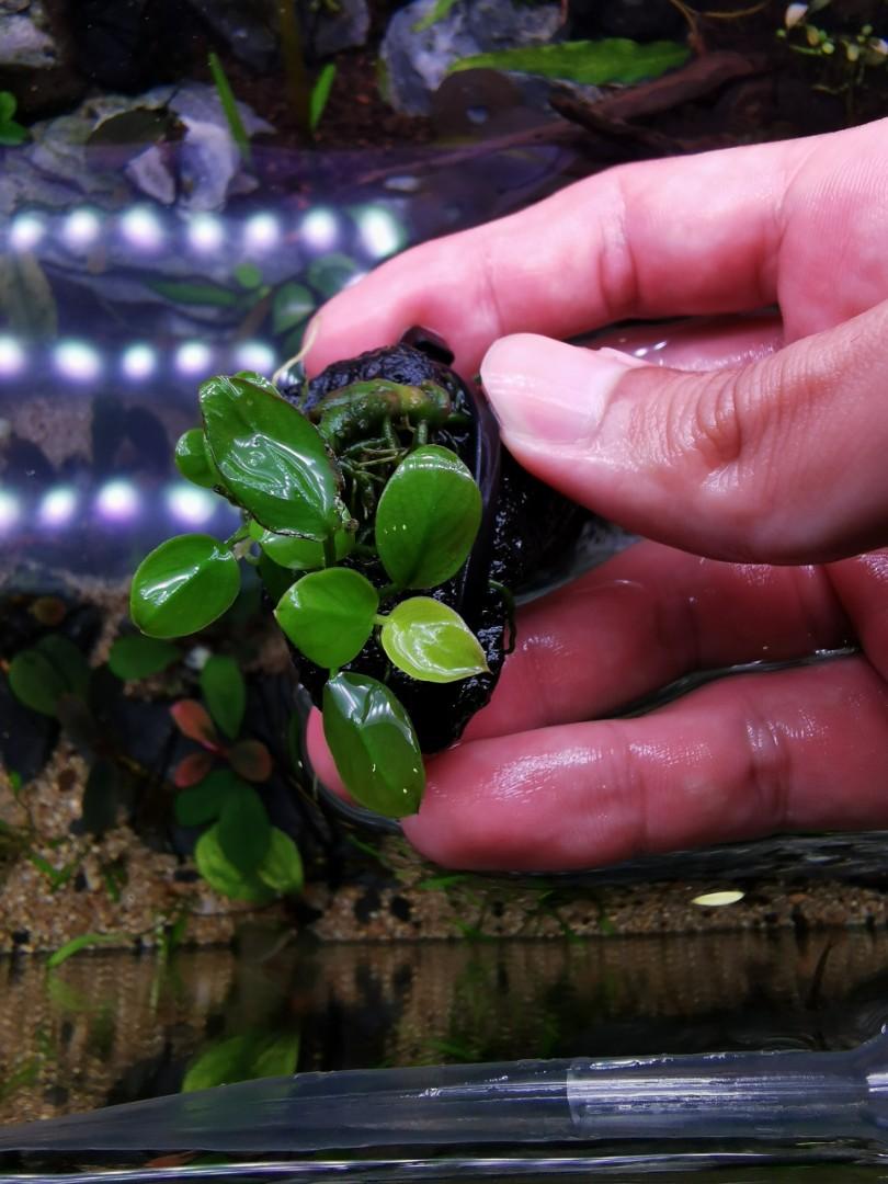 Anubias golden mini, Furniture & Home Living, Gardening, Plants & Seeds ...