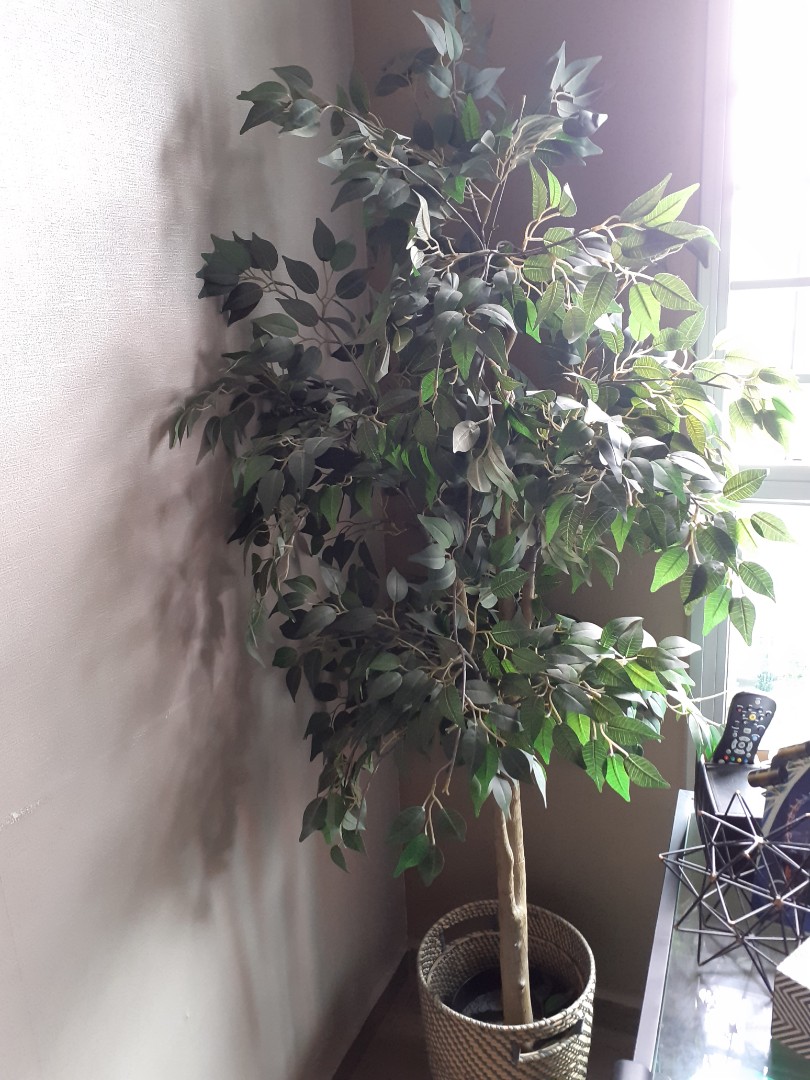 IKEA tree, Furniture & Home Living, Home Decor, Artificial Plants ...