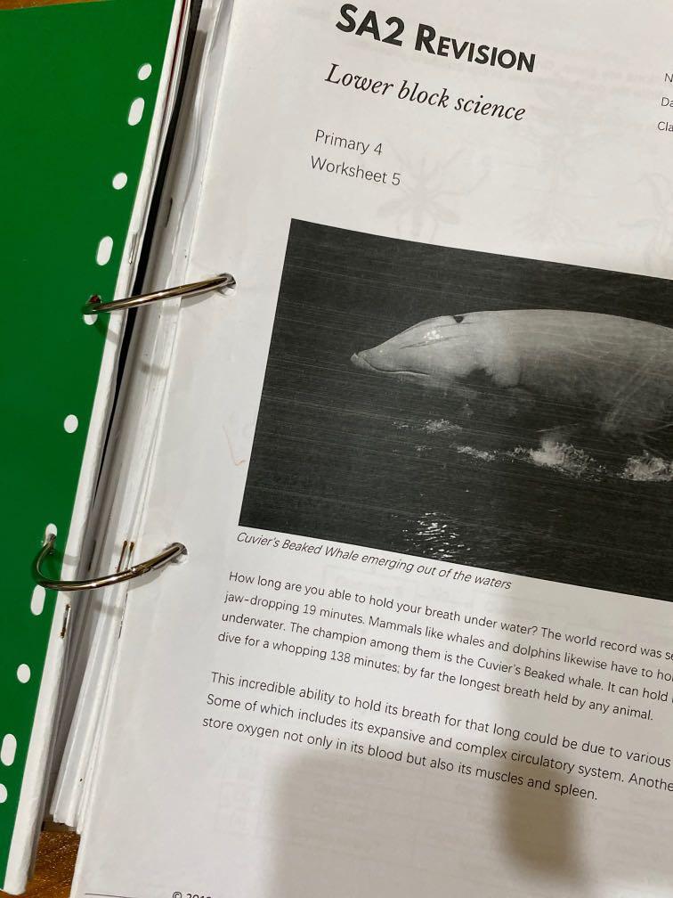 P4 Perceptum SCIENCE worksheets and notes, Hobbies & Toys, Books ...