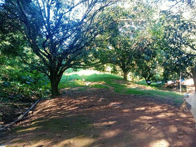 farm lot For Sale!!!in pinugay Baras Rizal..with mango tree..1k plus a ...