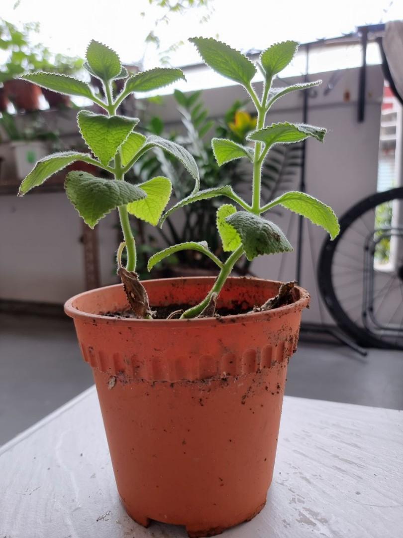 Ajwain plant ( omam ), Furniture & Home Living, Gardening, Plants ...