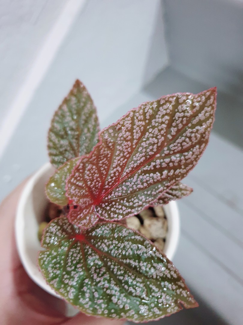 Begonia u062, Furniture & Home Living, Gardening, Plants & Seeds on ...