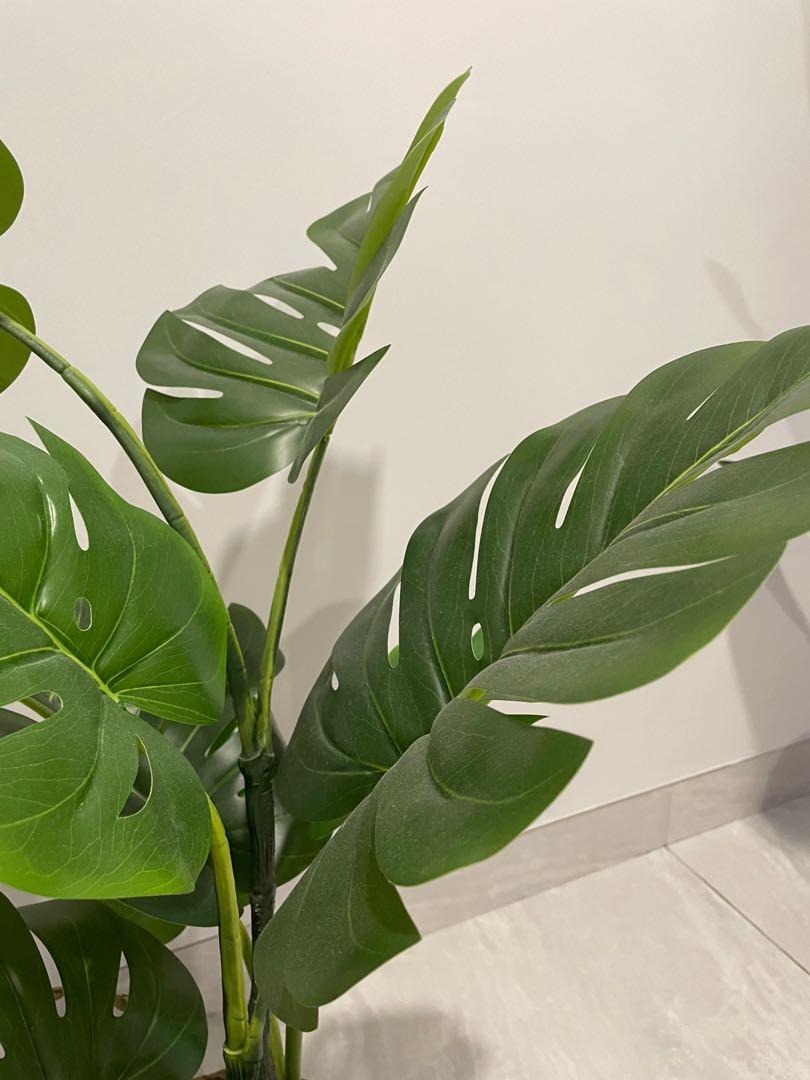 Faux IKEA Monstera Plant ~80cm with Basket, Furniture & Home Living ...