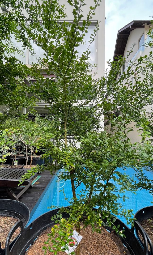 Finger Lime ‘Red Champagne’ 2+ years old 1.8 metres with many fruits and flowers $480, Furniture ...