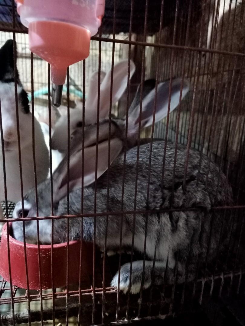 Rabbits - Imported Breed, Pet Supplies, Homes & Other Pet Accessories ...