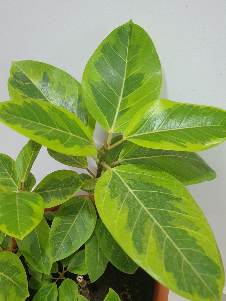 Variegated ficus altissima golden, Furniture & Home Living, Gardening ...