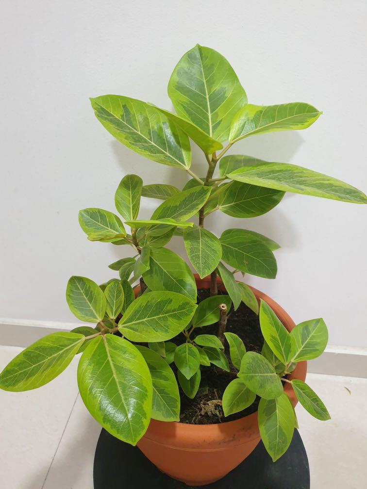 Variegated ficus altissima golden, Furniture & Home Living, Gardening ...