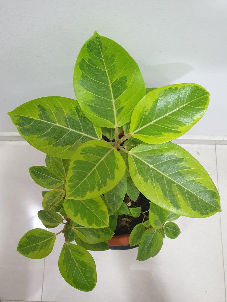 Variegated ficus altissima golden, Furniture & Home Living, Gardening ...