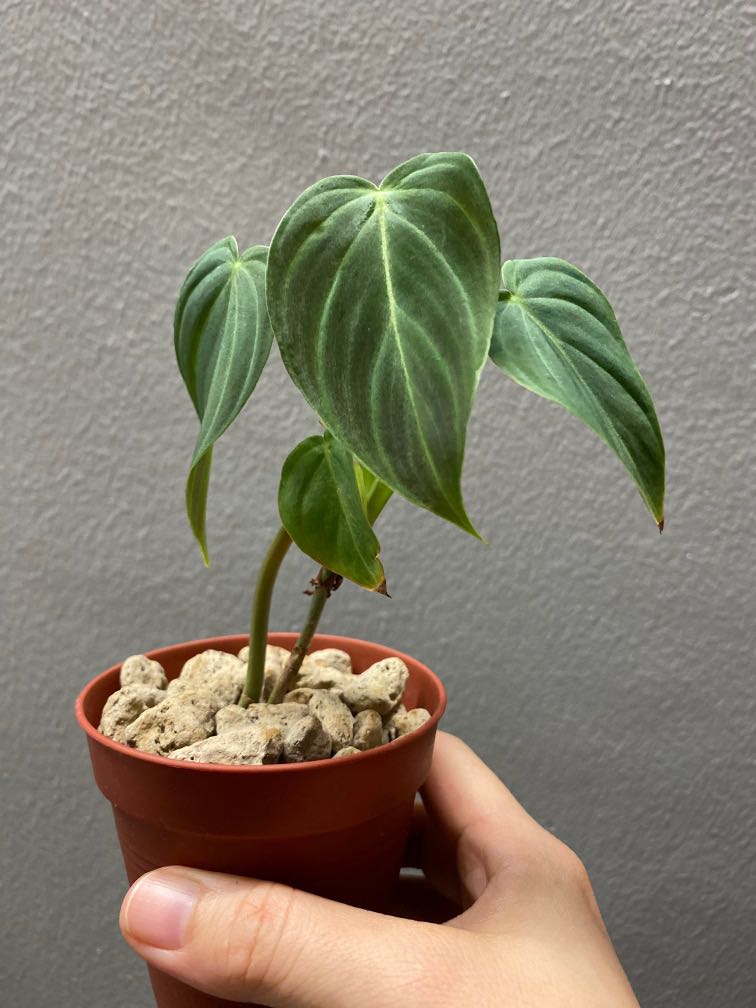 Very Pretty Baby Philodendron Splendid, Furniture & Home Living ...