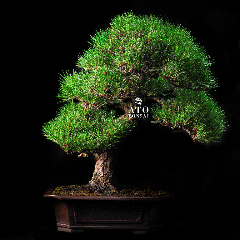 High Quality Japanese Black Pine 一 Kuromatsu Chiu (Pinus thunbergii ...