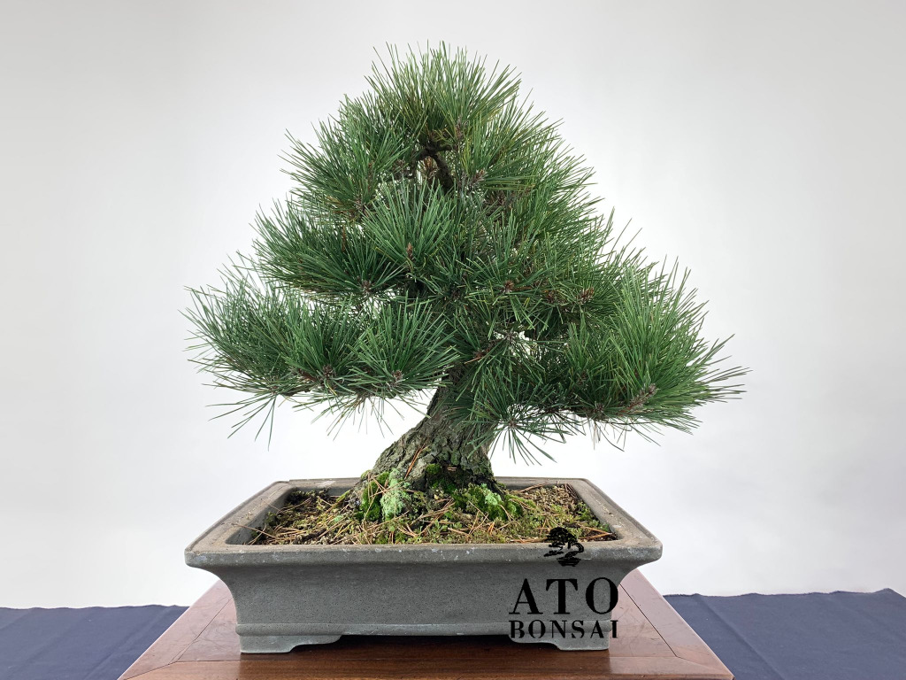Japanese Black Pine 三 Kuromatsu Chiu (Pinus thunbergii) Bonsai ...
