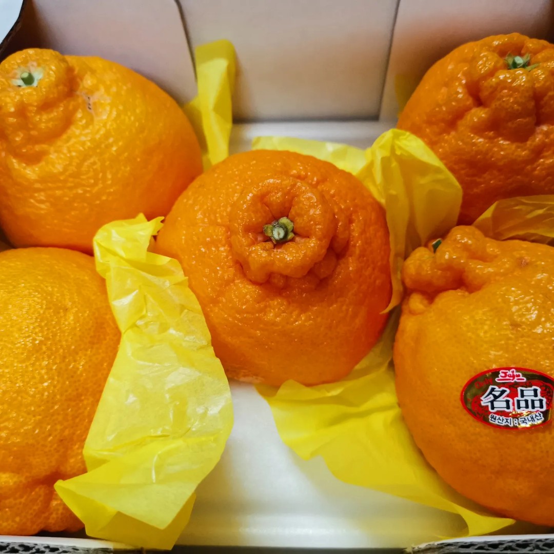 Jeju Hallabong (Korean Mandarin), Food & Drinks, Fresh Produce on Carousell