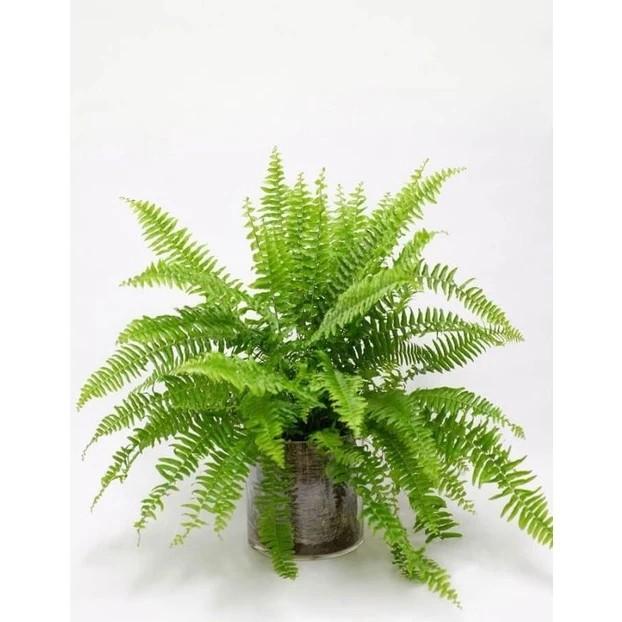 Tanaman Hias Gantung Pakis Kelabang Fern Paku Pakuan Sepat Andam ...