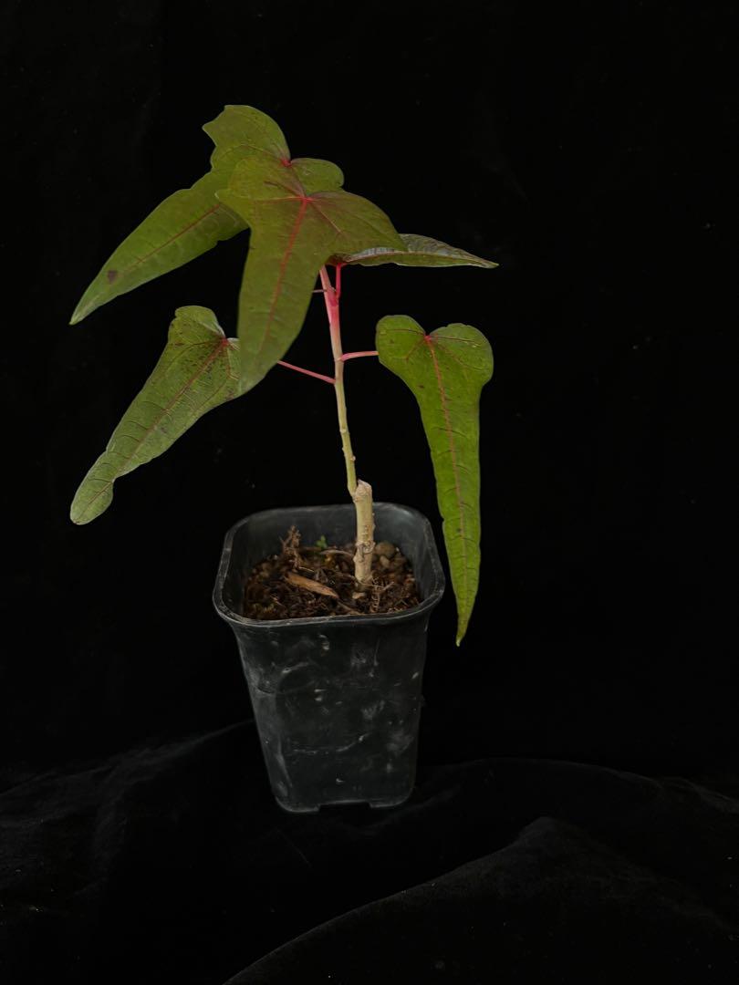 Abelmoschus cendrawasih, Furniture & Home Living, Gardening, Plants & Seeds on Carousell