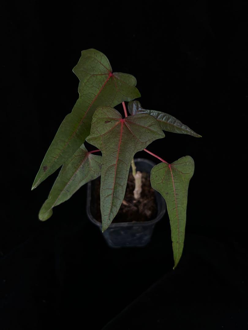 Abelmoschus cendrawasih, Furniture & Home Living, Gardening, Plants & Seeds on Carousell