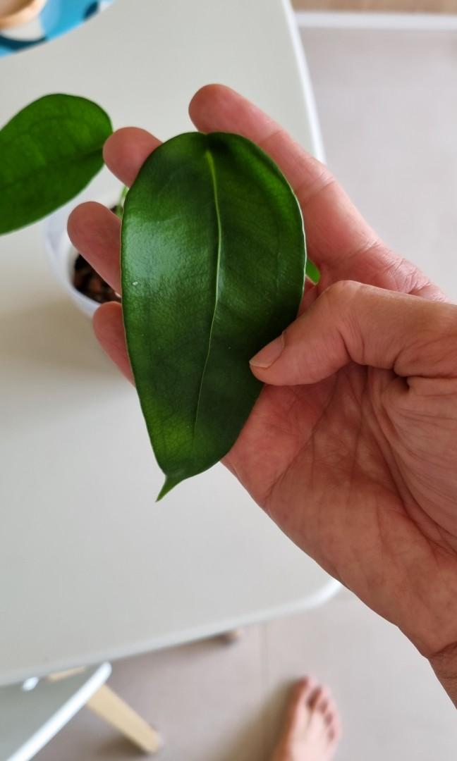 Anthurium Peltigerum - rare Narrow form, Furniture & Home Living ...