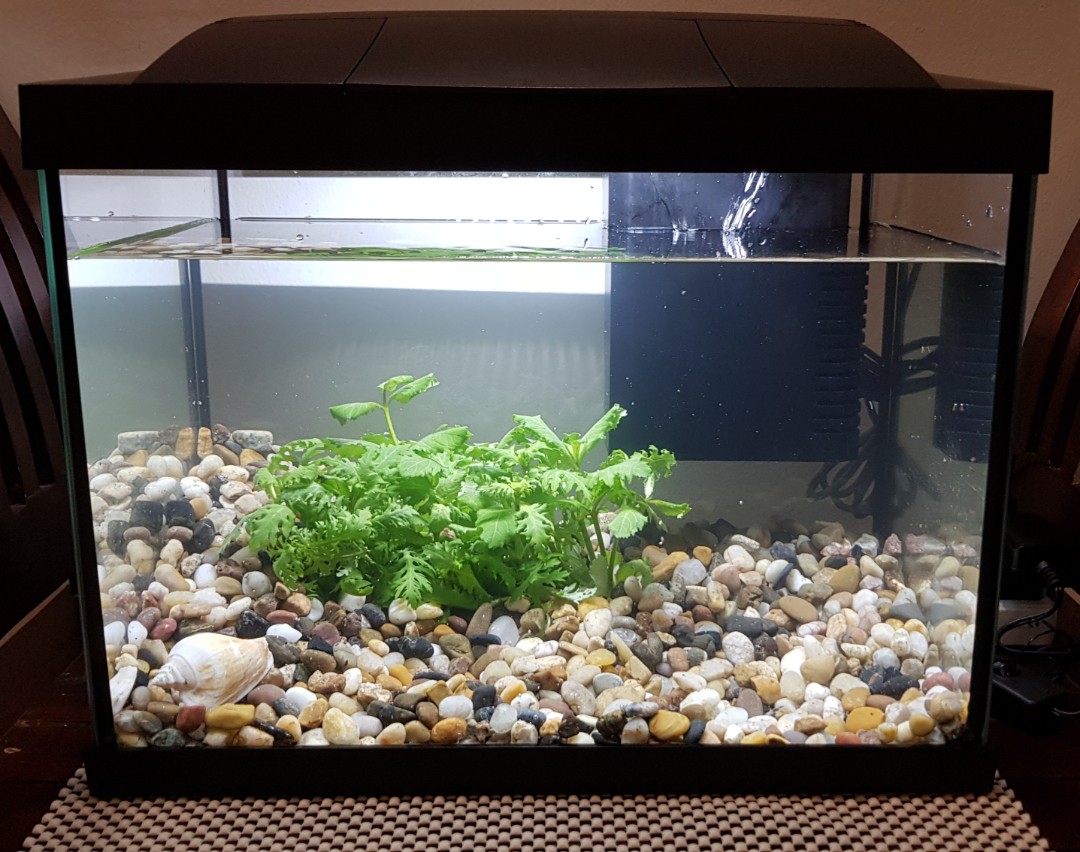 Hailea K20 Fish Glass Tank set, Pet Supplies, Homes & Other Pet ...