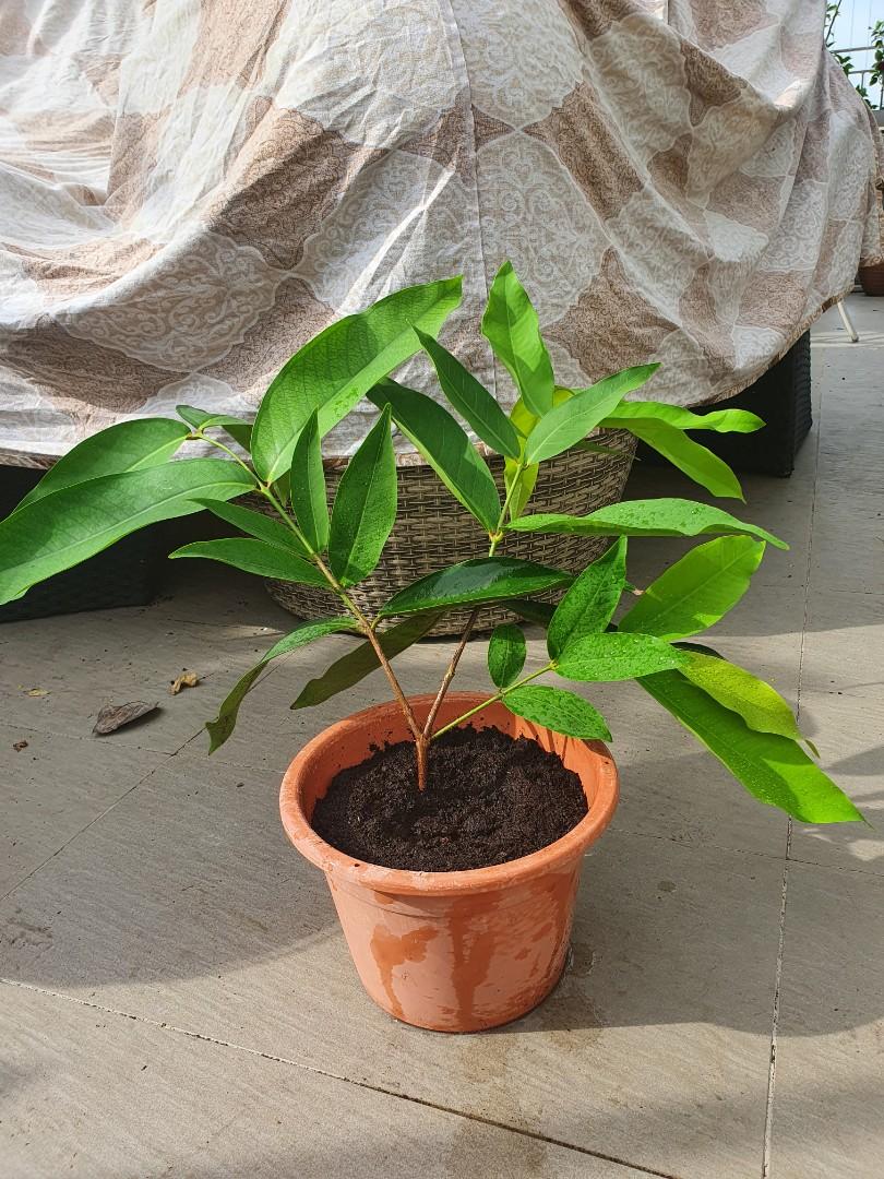 Homegrown white jambu, Furniture & Home Living, Gardening, Plants ...