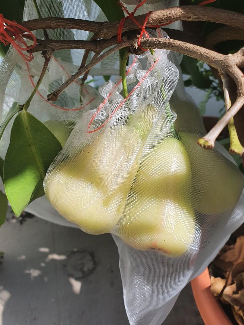 Homegrown white jambu, Furniture & Home Living, Gardening, Plants ...