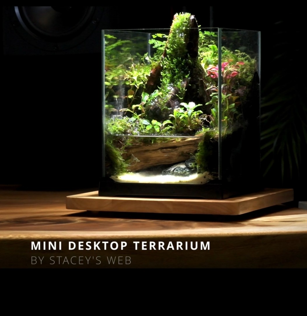 Mini Desktop Paludarium / Terrarium, Furniture & Home Living, Home ...