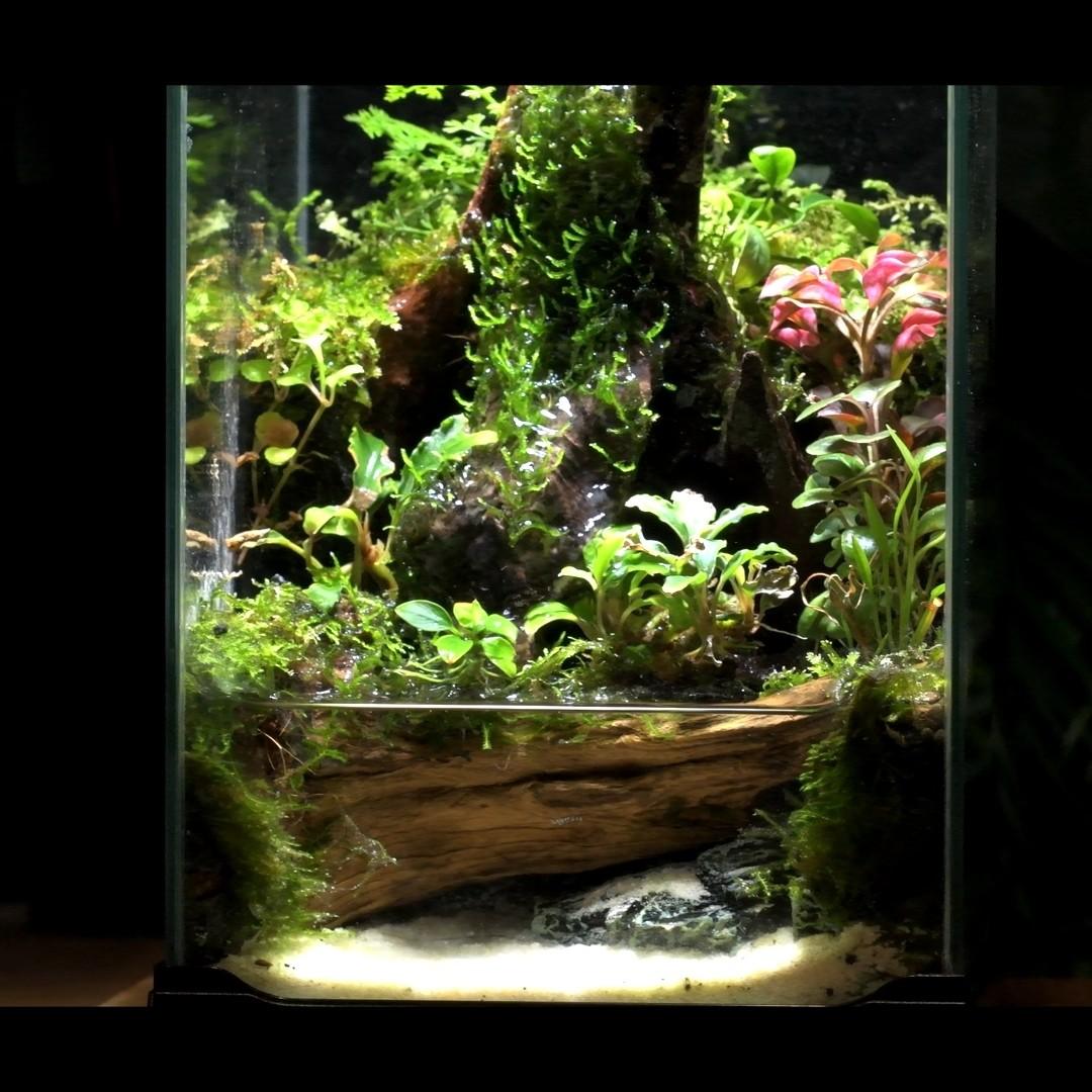 Mini Desktop Paludarium / Terrarium, Furniture & Home Living, Home ...