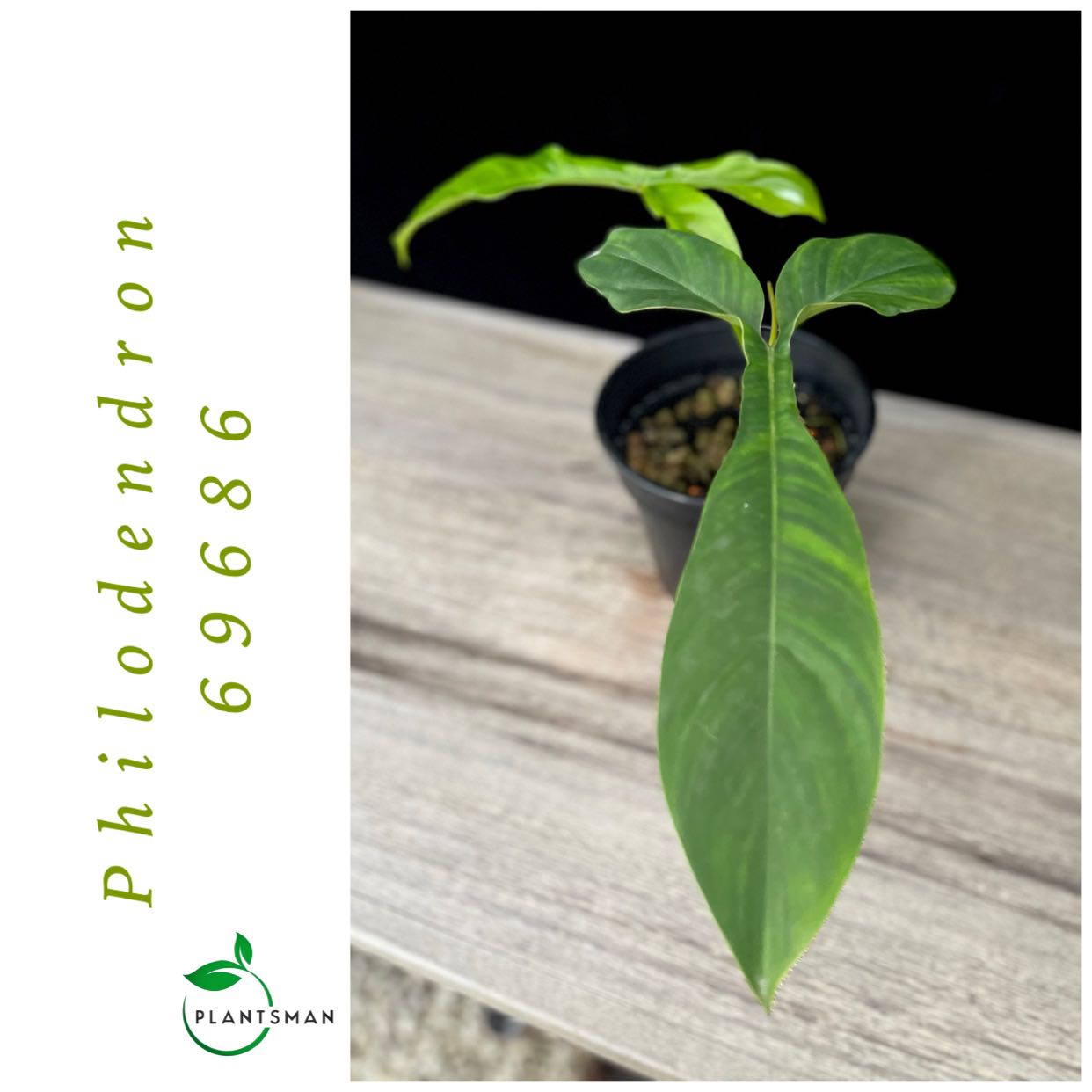 Philodendron 69686, Furniture & Home Living, Gardening, Plants & Seeds ...