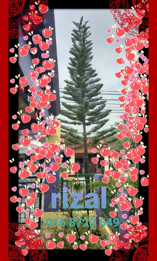 Big RHU TREE Pokok, Furniture & Home Living, Gardening, Plants & Seeds ...