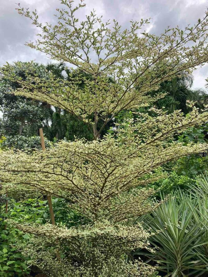 African talisay ft5, Furniture & Home Living, Gardening, Plants & Seeds ...