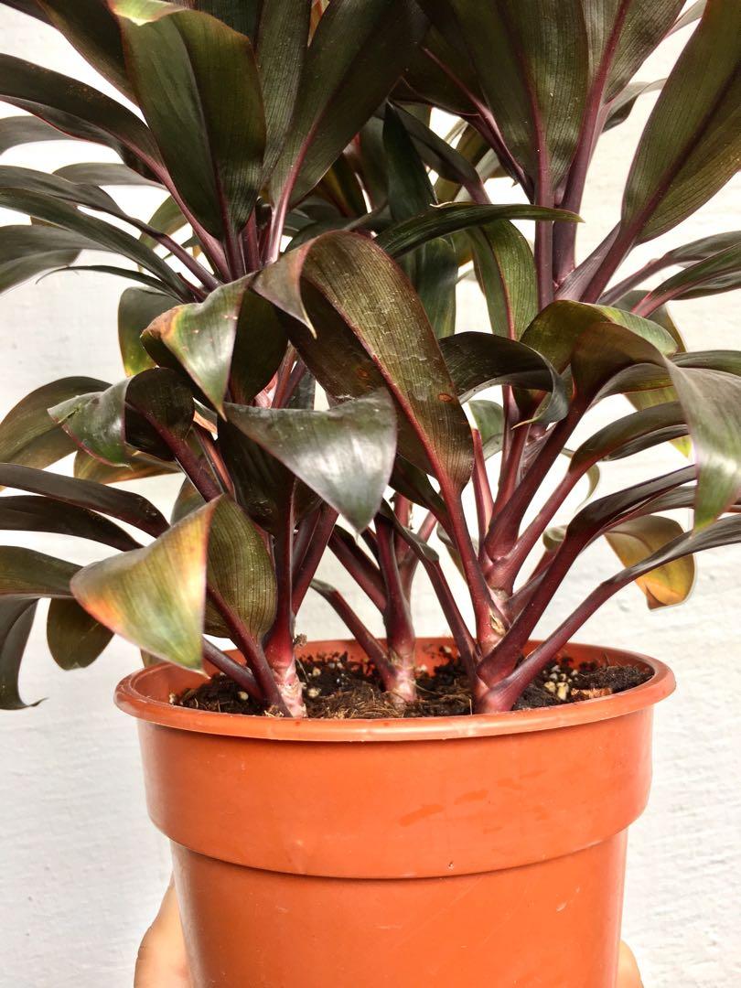 Cordyline compacta, Furniture & Home Living, Gardening, Plants & Seeds ...