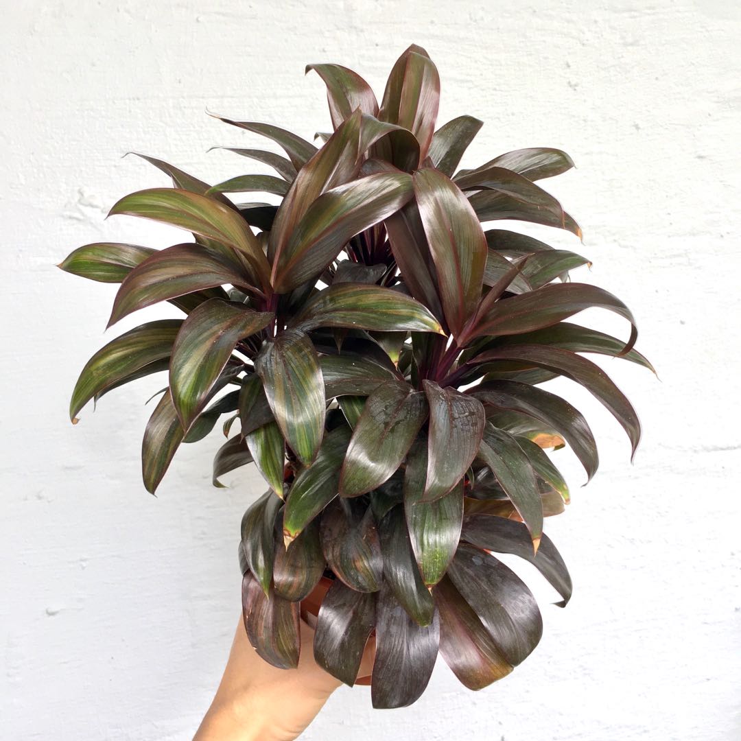 Cordyline compacta, Furniture & Home Living, Gardening, Plants & Seeds ...