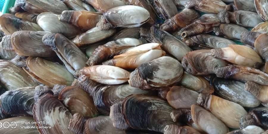 ELEPHANT SHELL, Food & Drinks, Other Food & Drinks on Carousell