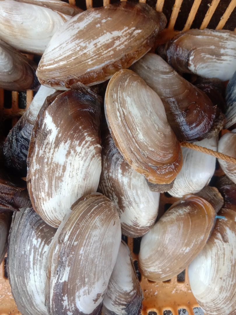 ELEPHANT SHELL, Food & Drinks, Other Food & Drinks on Carousell