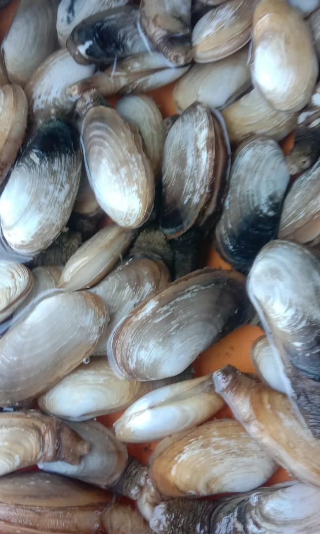 ELEPHANT SHELL, Food & Drinks, Other Food & Drinks on Carousell