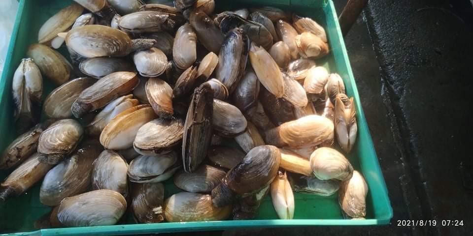 ELEPHANT SHELL, Food & Drinks, Other Food & Drinks on Carousell