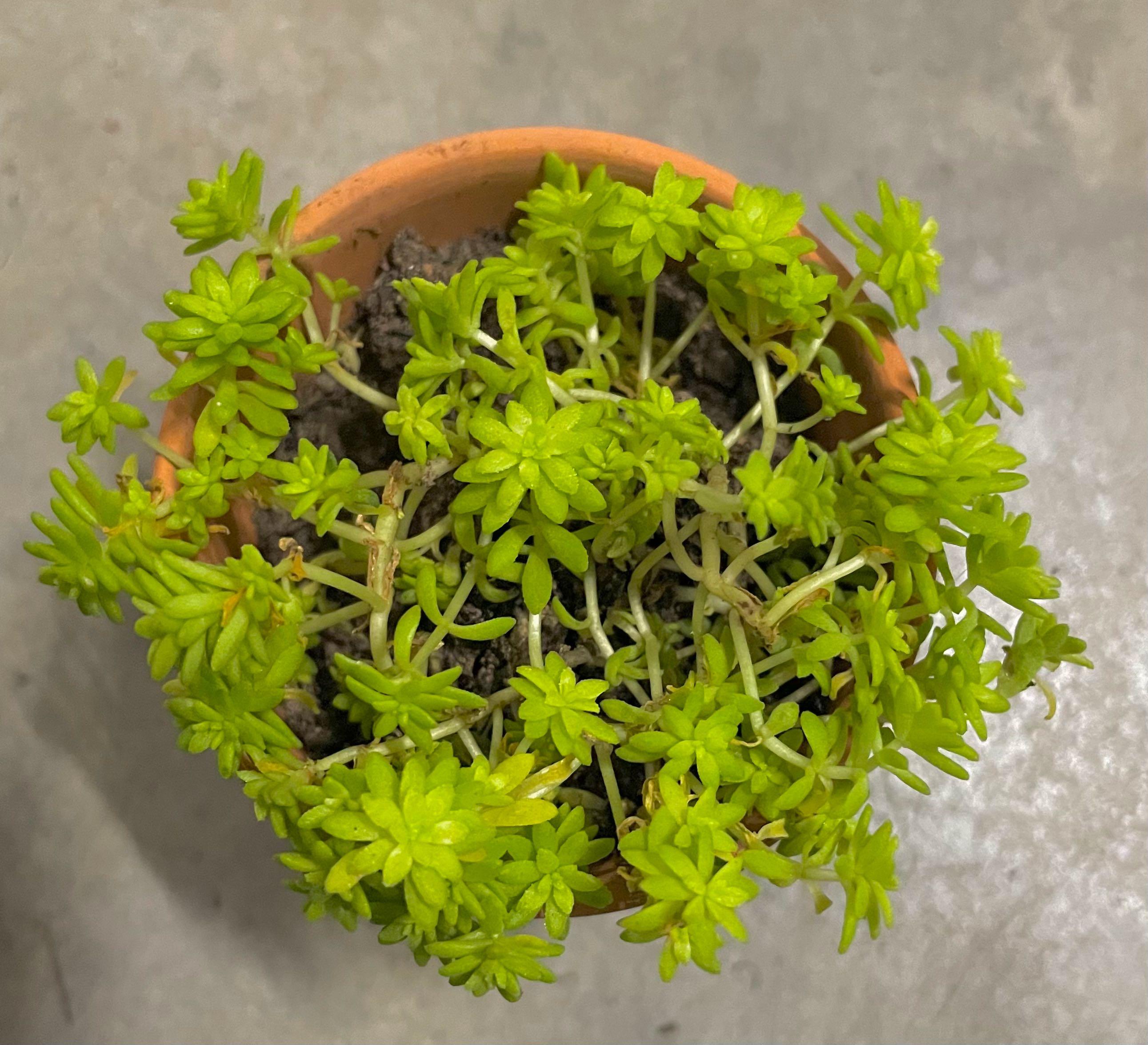 Golden moss sedum succulent gold moss succulent potted plant (tags: air ...