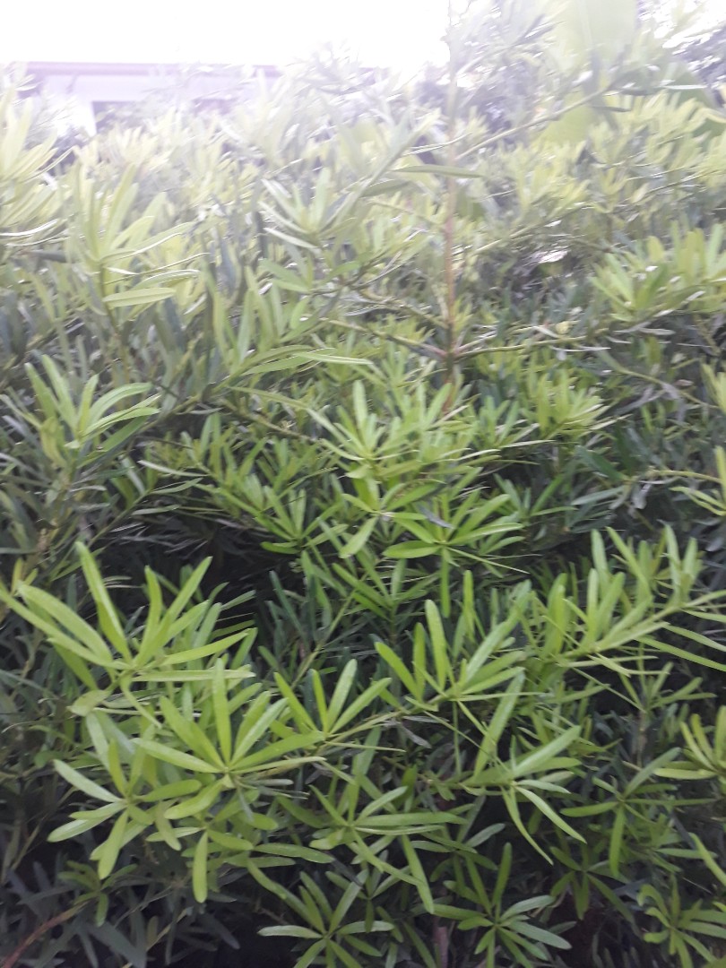 Makki 5ft, Furniture & Home Living, Gardening, Plants & Seeds on Carousell