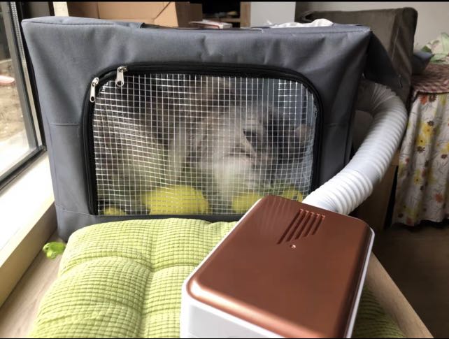 Portable air dryer with free foldable air drying box, Pet Supplies ...
