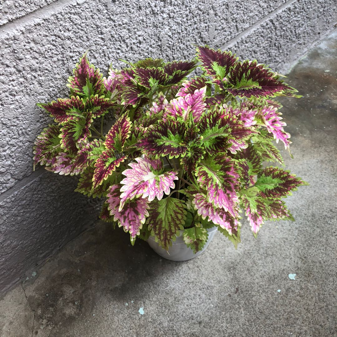Rare Mayana Super Lush in Pot Pink Mayana Coleus Outdoor Flower Like ...