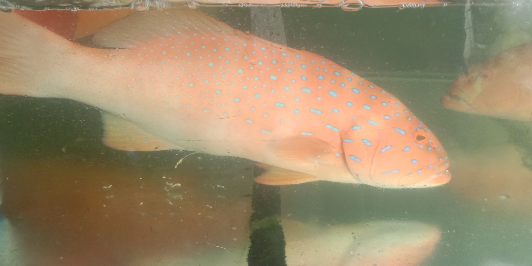 Red suno, Food & Drinks, Other Food & Drinks on Carousell