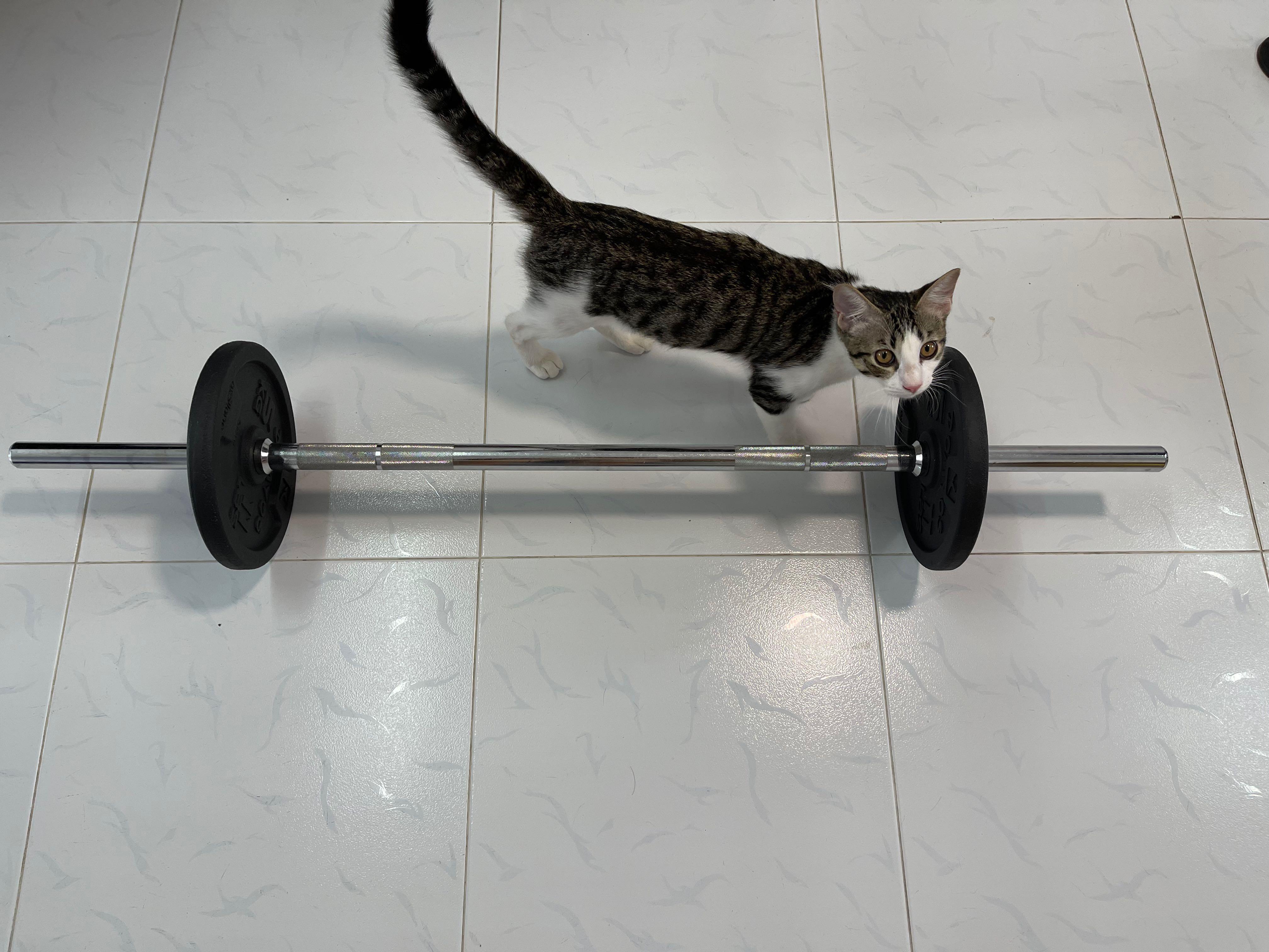 decathlon weight training bar + 5kg disc * 2 + disc collar *2, Sports ...