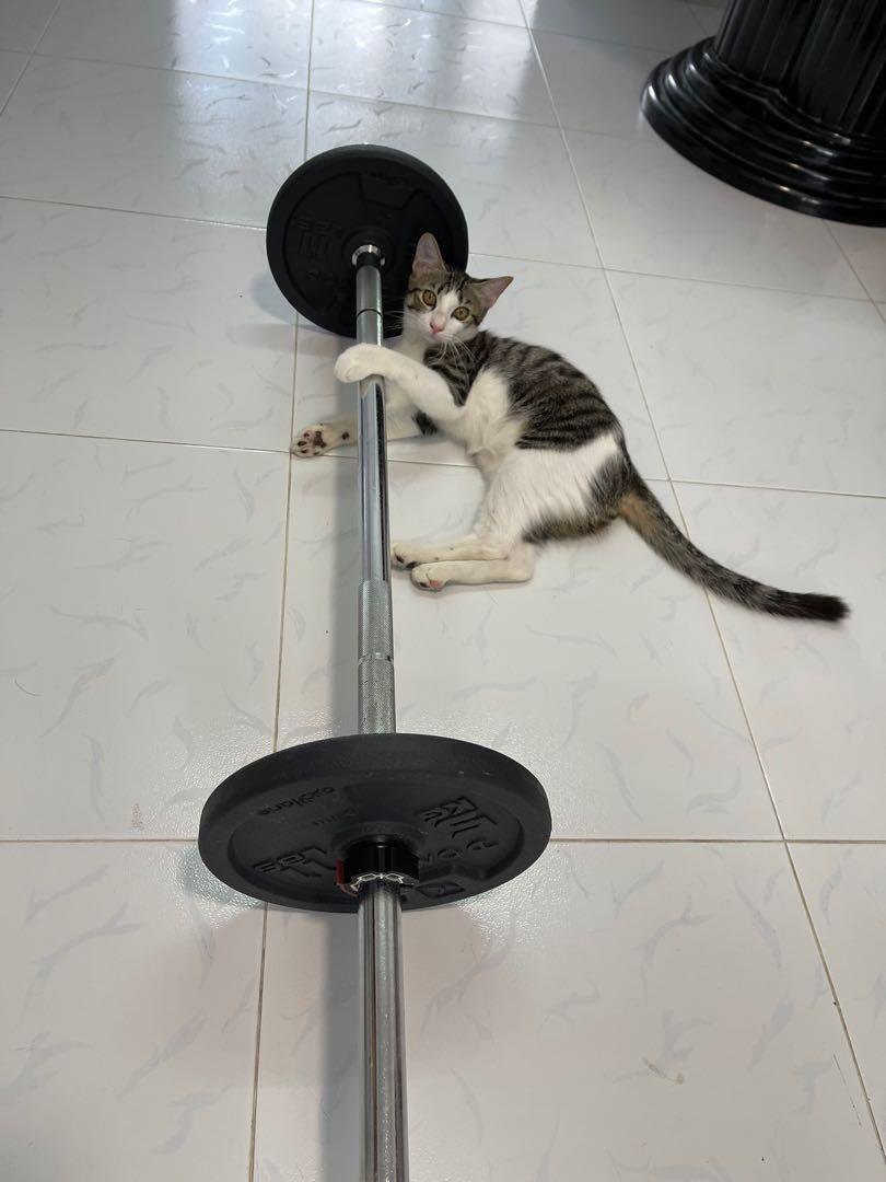 decathlon weight training bar + 5kg disc * 2 + disc collar *2, Sports ...