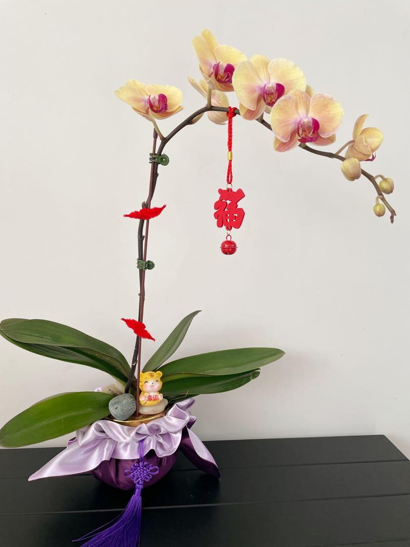 '福' Fu Blessing Phalaenopsis Orchid in Gold Pot, Hobbies & Toys ...