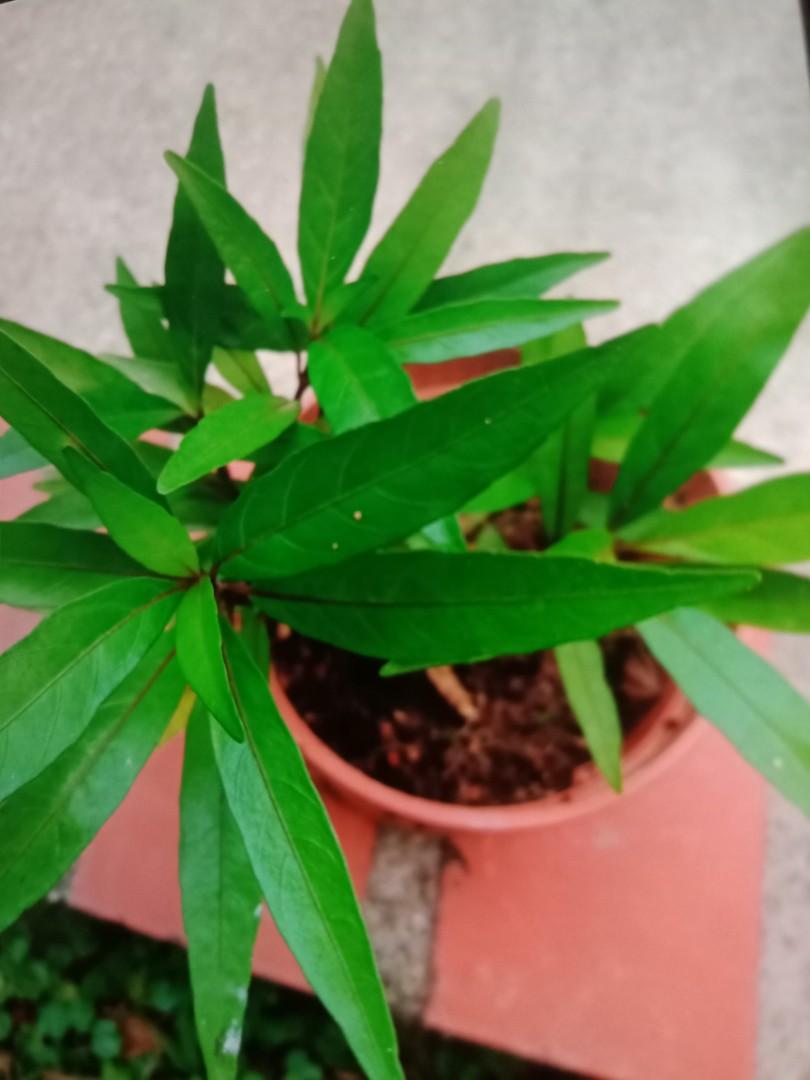 Justicia gendarussa, Furniture & Home Living, Gardening, Plants & Seeds ...