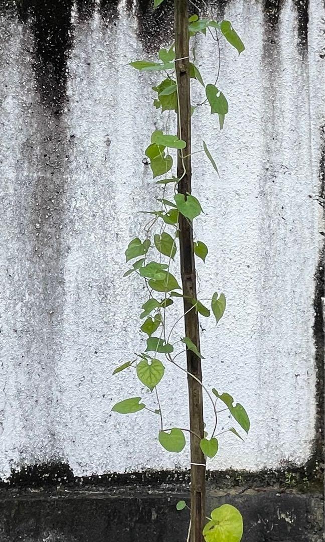 Tonkin Jasmine (Telosma Cordata) 夜来香 plants, fragrant edible flowers ...