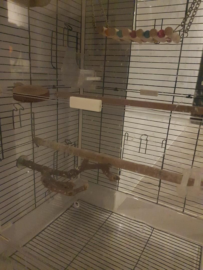 Acrylic bird cage, Pet Supplies, Homes & Other Pet Accessories on Carousell
