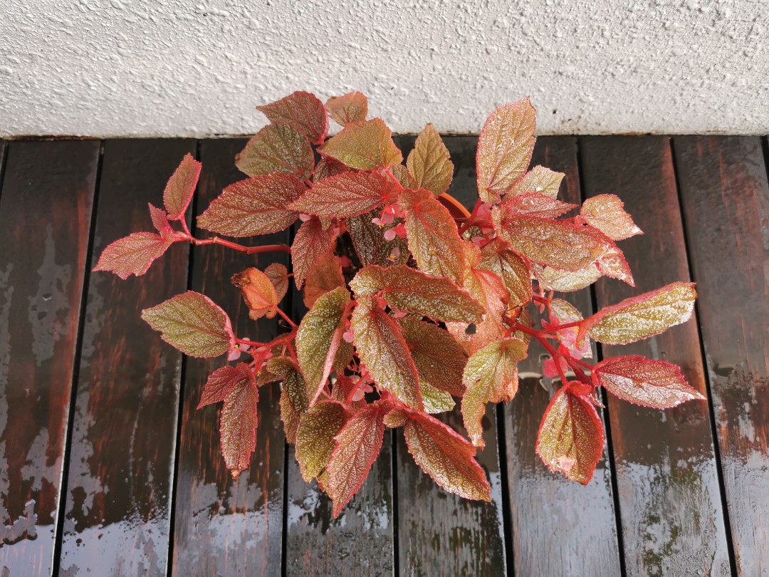 Begonia Maurice Amey (Red Cane Begonia), Furniture & Home Living ...