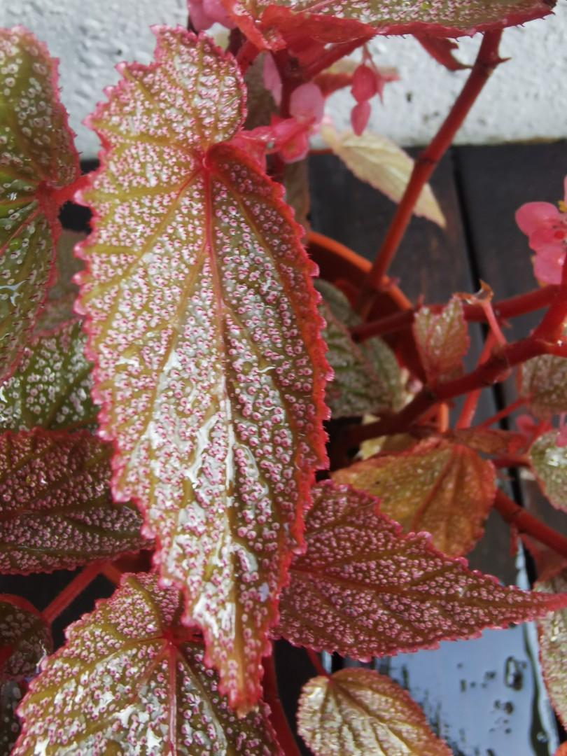 Begonia Maurice Amey (Red Cane Begonia), Furniture & Home Living ...